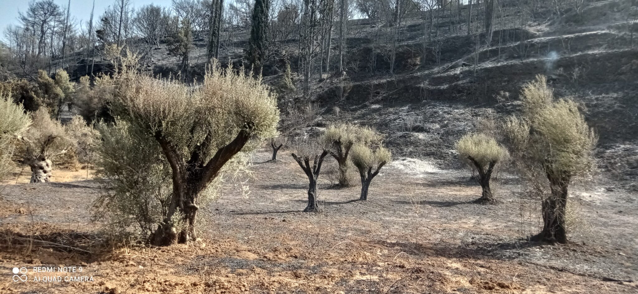 ΣΕ ΚΑΤΑΣΤΑΣΗ ΕΚΤΑΚΤΗΣ ΑΝΑΓΚΗΣ ΖΗΡΙΑ – ΚΑΜΑΡΕΣ – ΛΟΓΓΟΣ – Δήμος Αιγιαλείας